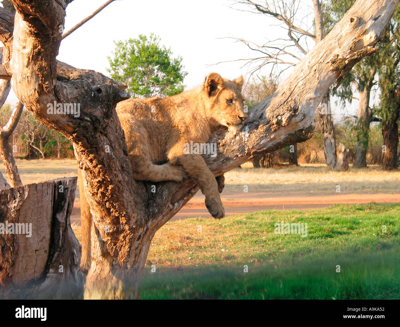 Lion cub playing in tree branch Stock Photo - Alamy