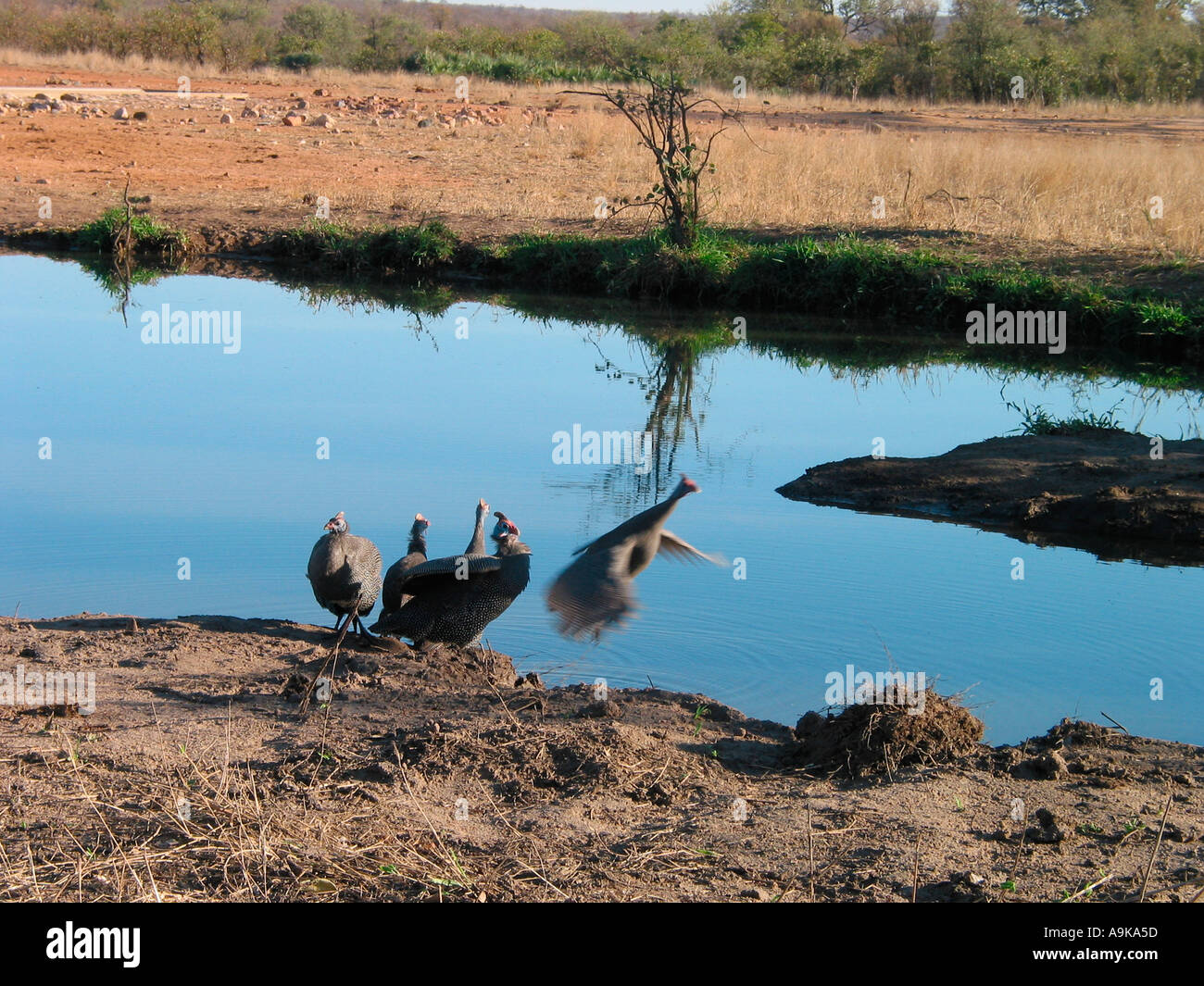 Guinea fowl behavior hi-res stock photography and images - Alamy