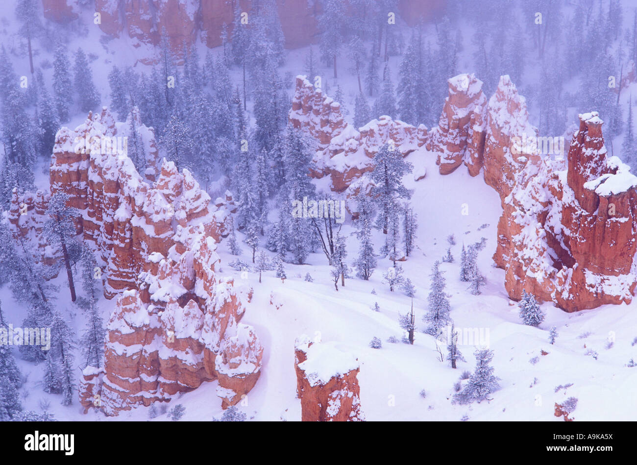 Rock formations in fog below Bryce Point after a winter storm Bryce ...