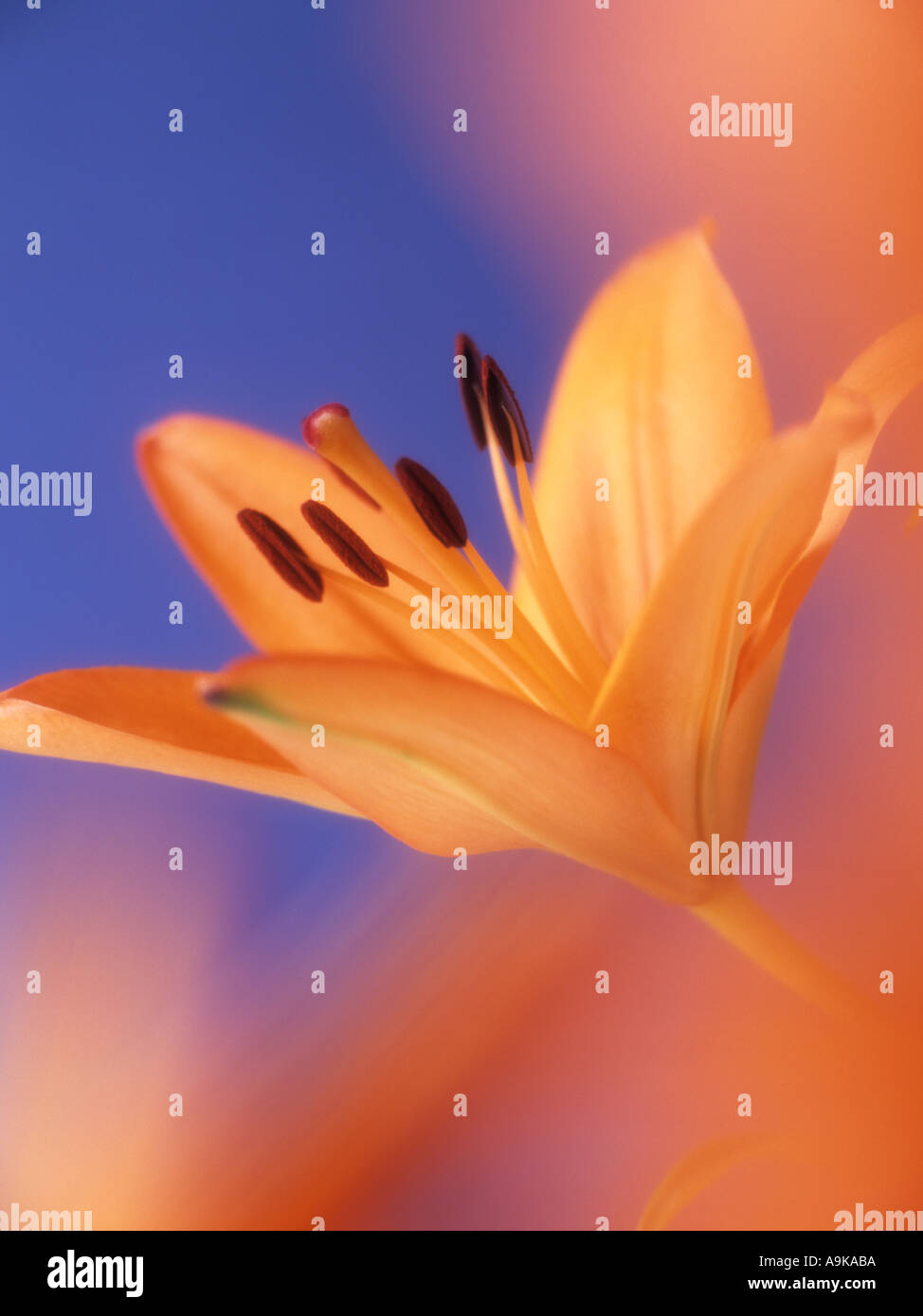 Lilium brunello hi-res stock photography and images - Alamy