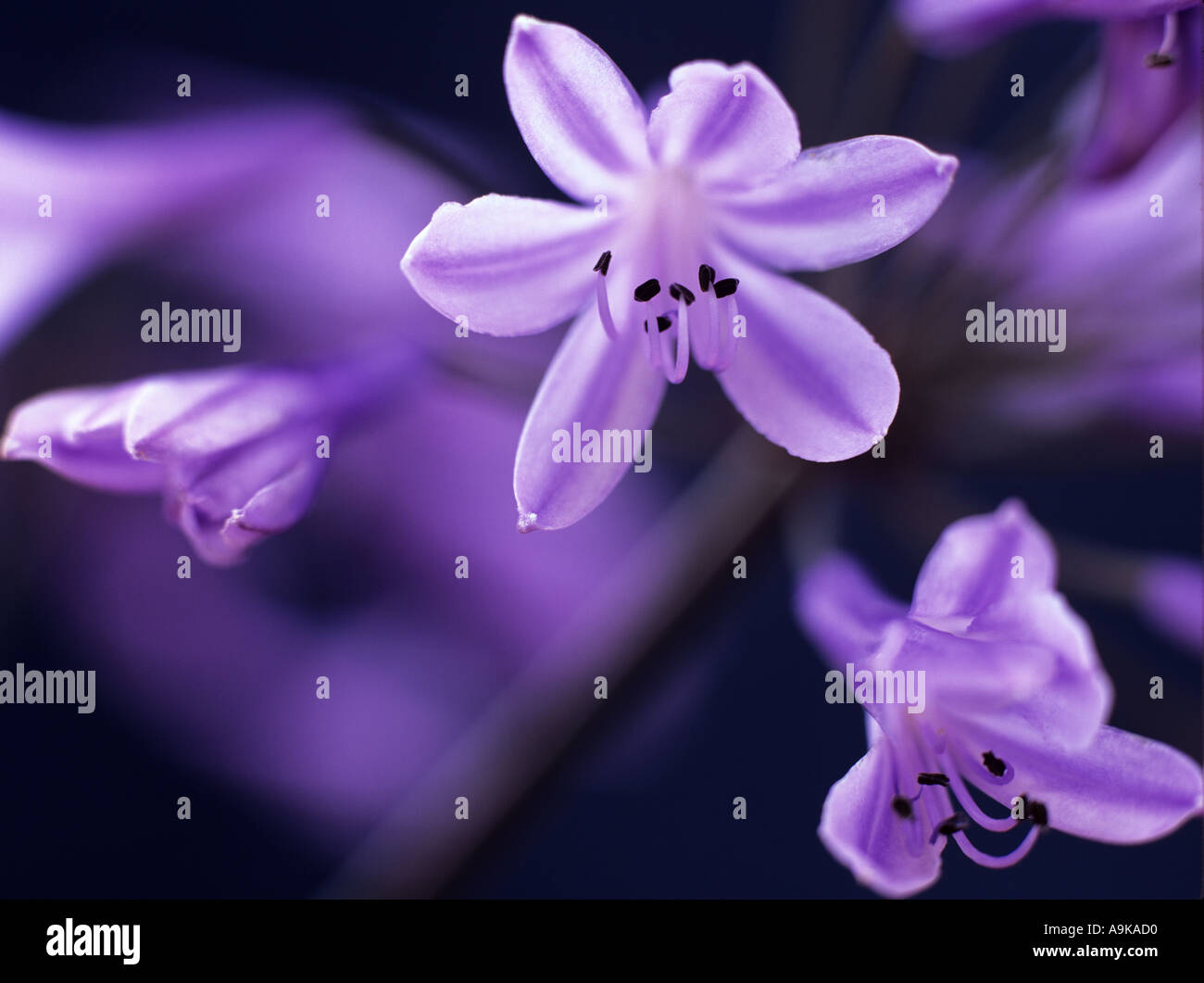 Blue African Lily Agapanthus africanus backlit flowers in close up with ...