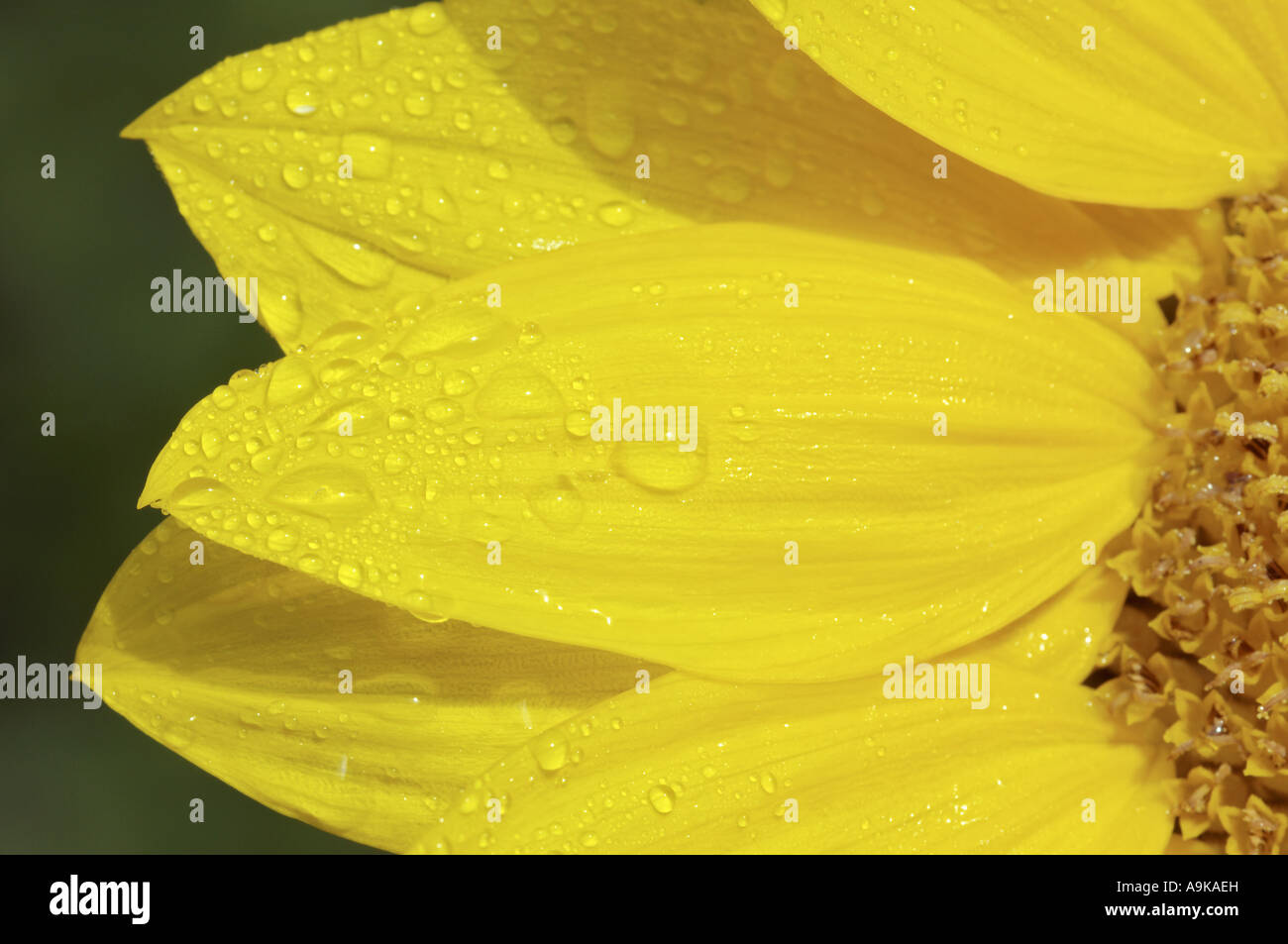common sunflower (Helianthus annuus), detail of the blossom Stock Photo ...