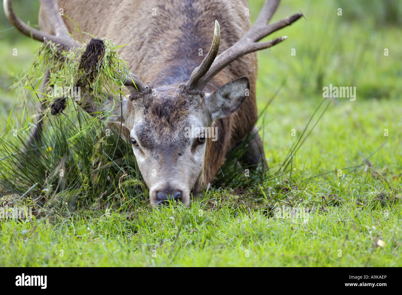 Stag with only one antler hi-res stock photography and images - Alamy