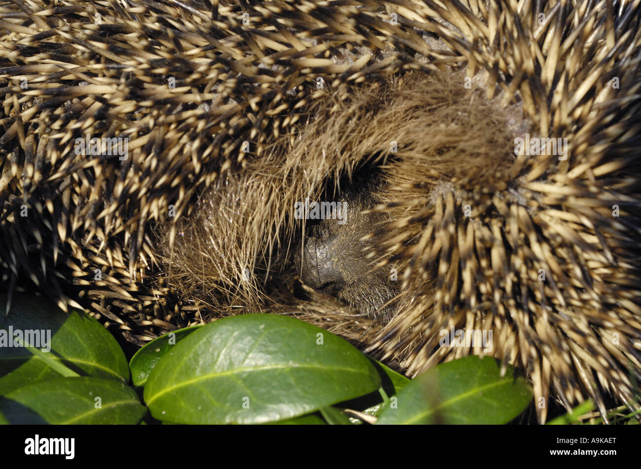 western hedgehog, European hedgehog (Erinaceus europaeus), rolled up in ...