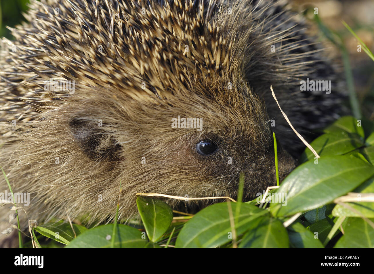 western hedgehog, European hedgehog (Erinaceus europaeus), portrait ...