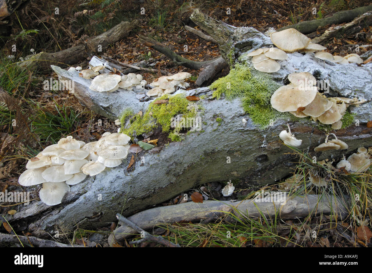 Beach fungus hi-res stock photography and images - Alamy