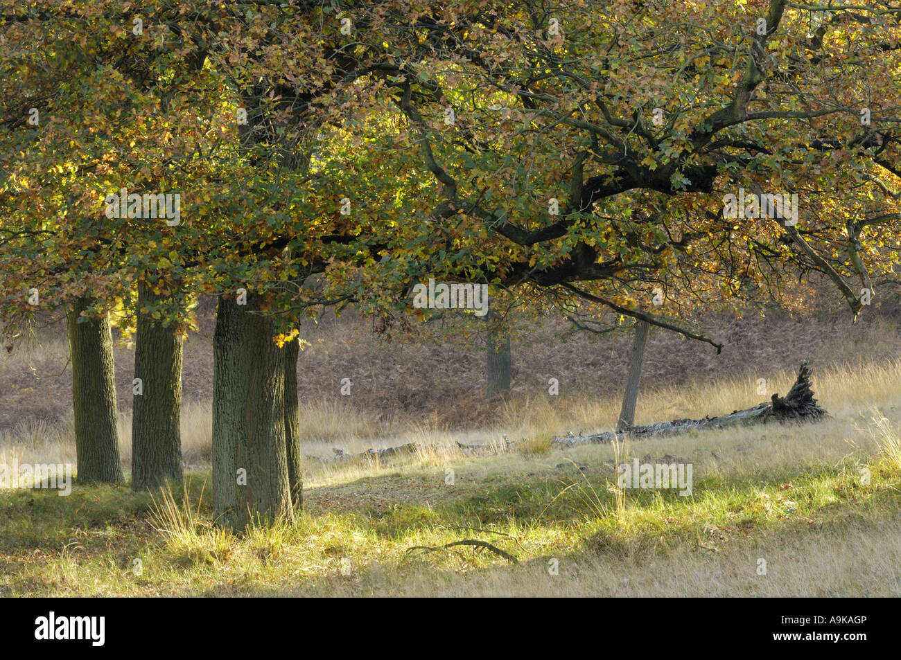 common oak, pedunculate oak, English oak (Quercus robur), trunks and ...