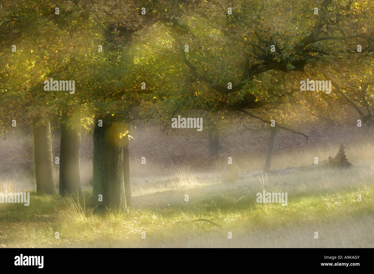 common oak, pedunculate oak, English oak (Quercus robur), trunks and ...