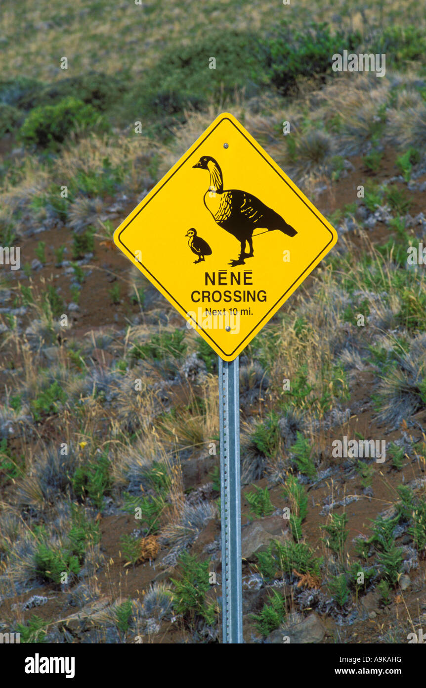 Nene Hawaiian Goose crossing sign on the road to Haleakala Crater ...