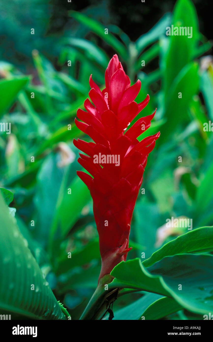 Ginger flowering in Nahiku along the road to Hana Island of Maui Hawaii ...
