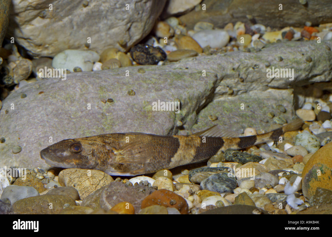 streber (Zingel streber Stock Photo - Alamy