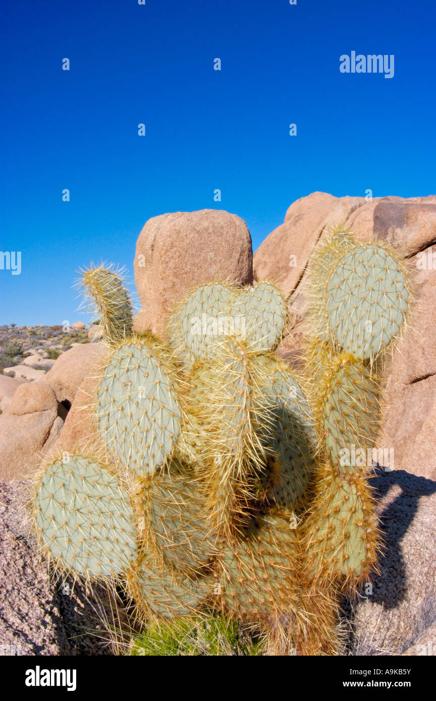 Pancake Prickly Pear Cactus In The Desert