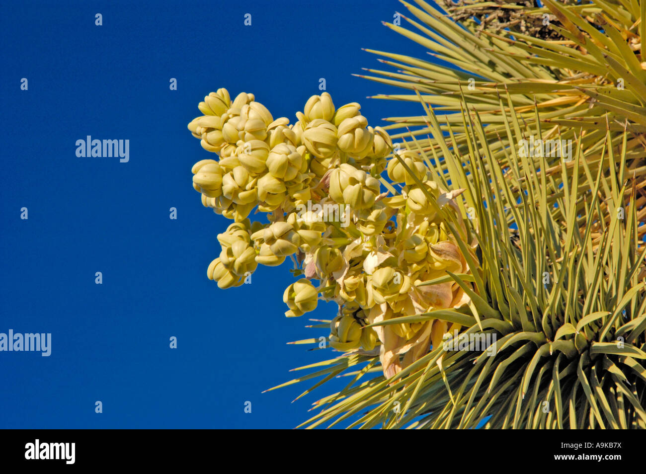Joshua tree Yucca brevifolia in bloom Joshua Tree National Park ...
