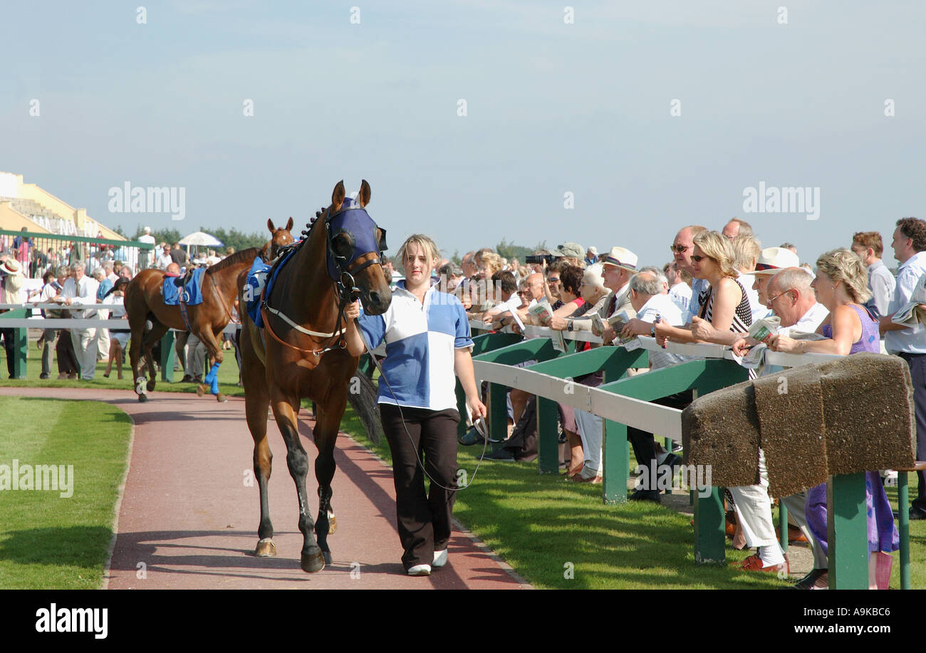 Horse race meeting racecourse parade ring Stock Photo - Alamy