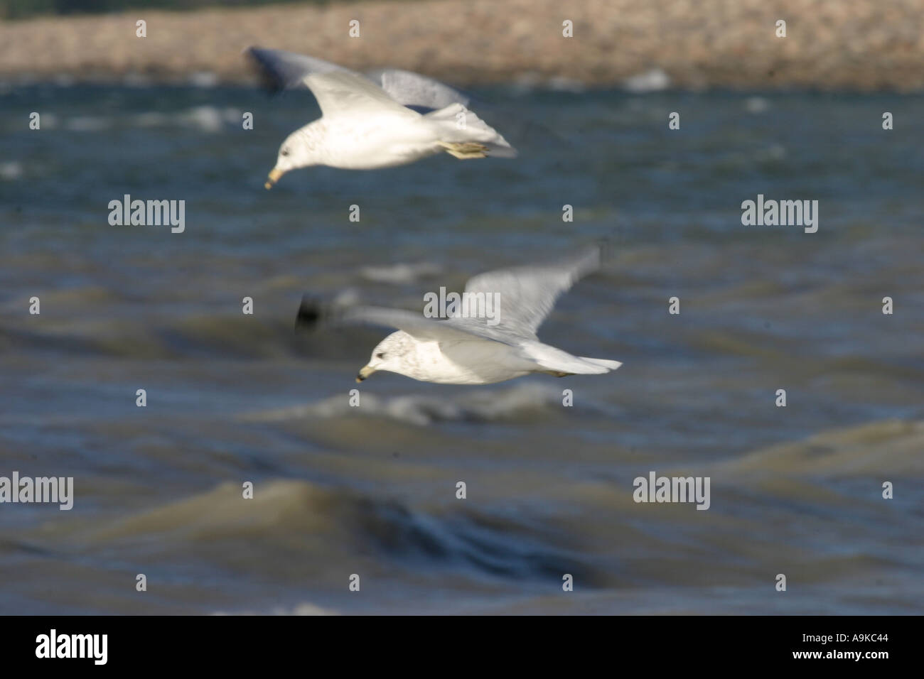 Ring billed Gulls at Lake Diefenbaker in scenic Saskatchewan Canada ...