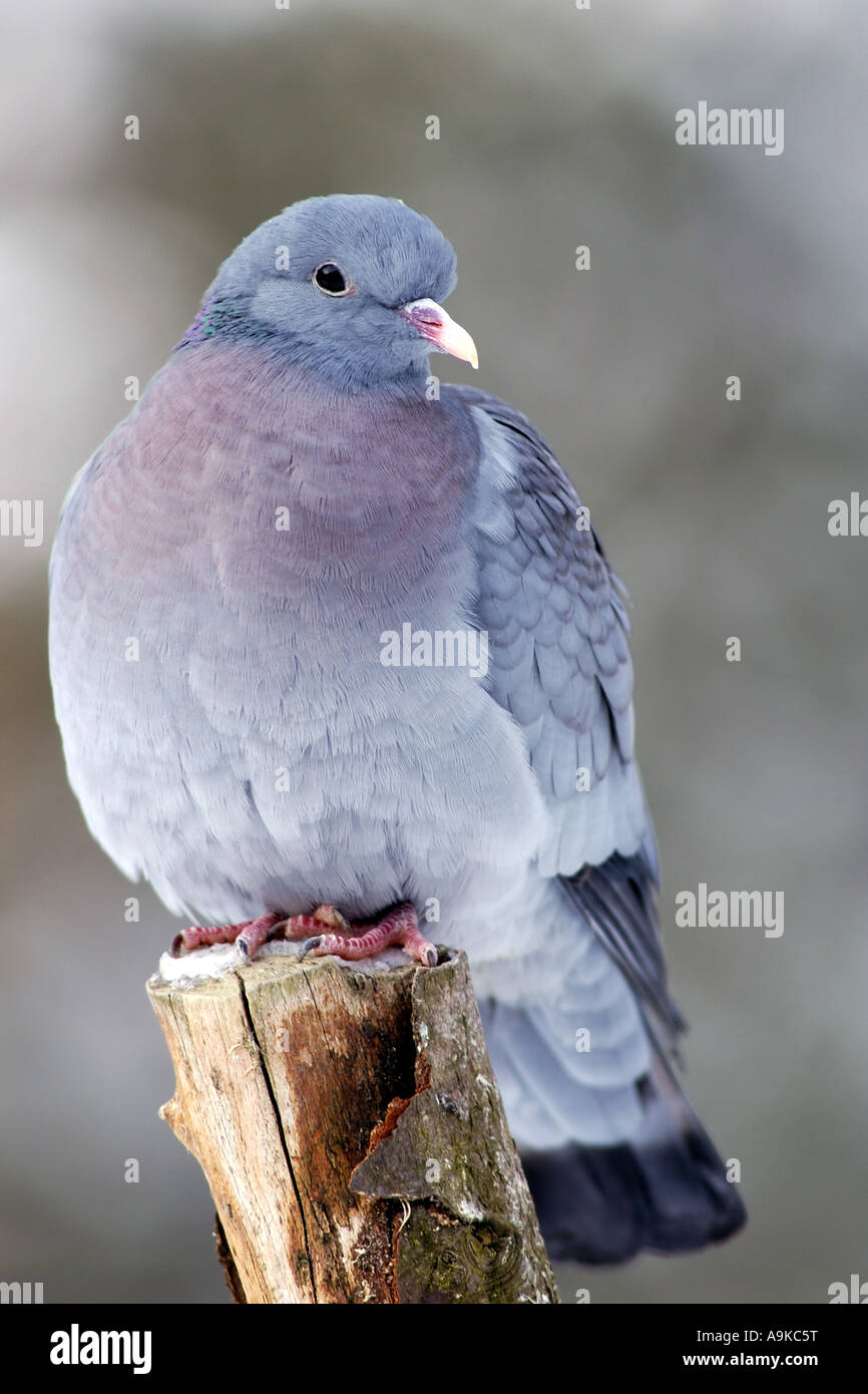 Full length stock pigeons pigeon hi-res stock photography and images ...