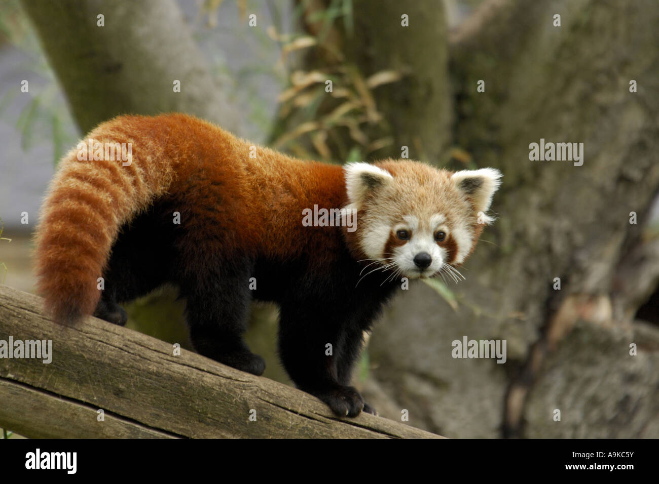 Red Panda Predators And Prey