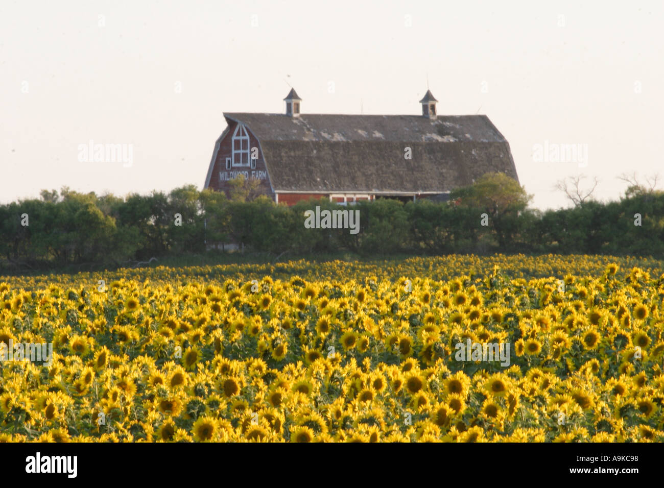 Beautiful field of sunflowers in scenic Saskatchewan Canada Stock Photo ...