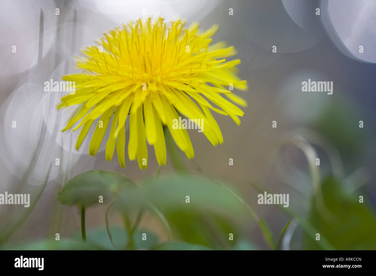 common dandelion (Taraxacum officinale), inflorescence with light ...