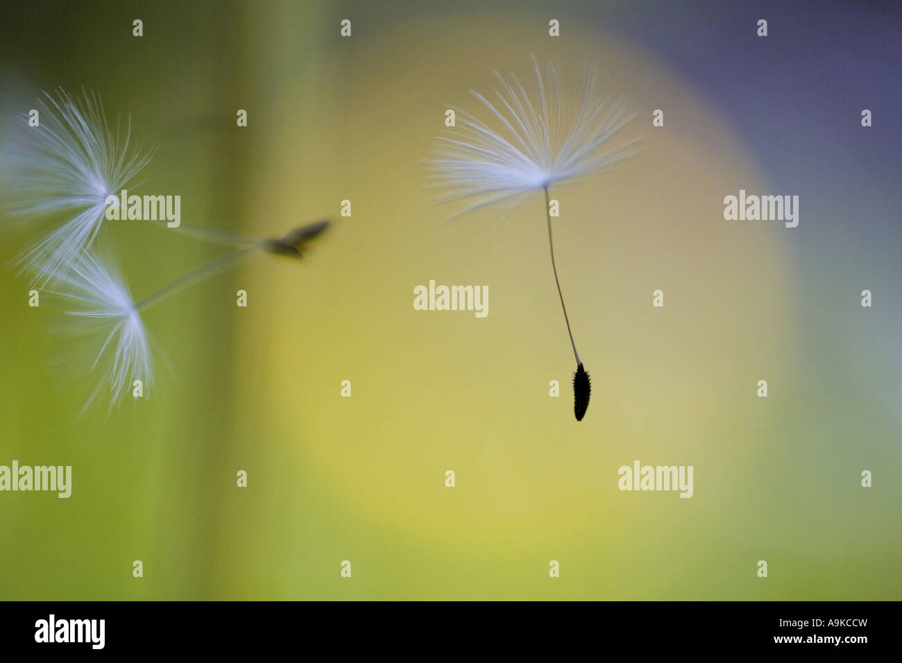 Three dandelion seeds hi-res stock photography and images - Alamy
