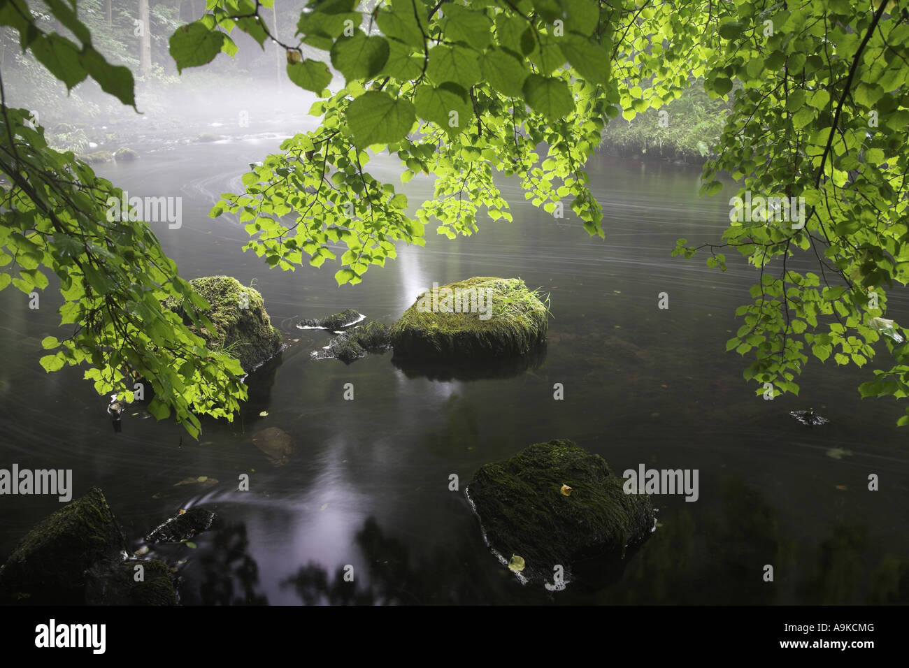 Tree bough over water hi-res stock photography and images - Alamy