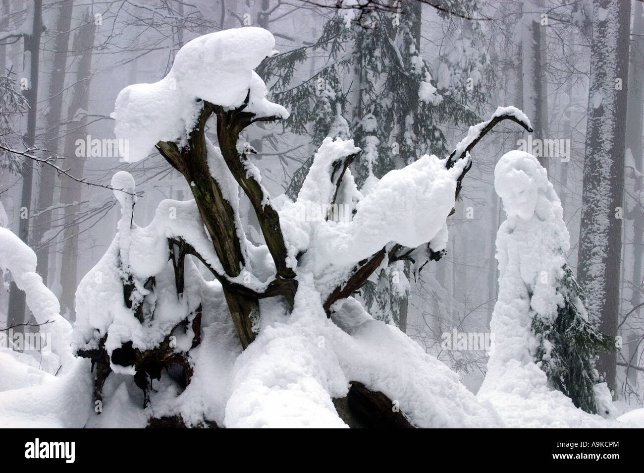 snow covered lying trunk, Germany, Bavaria, NP Bavarian Forest Stock ...
