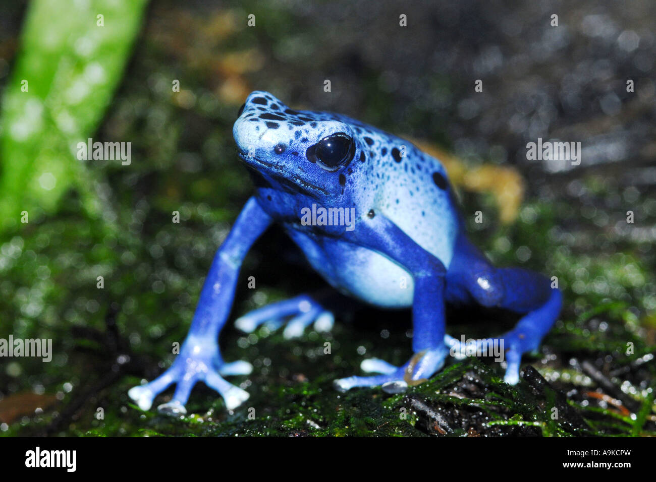 blue poison-arrow frog, Blue Poison Dart frog (Dendrobates azureus ...