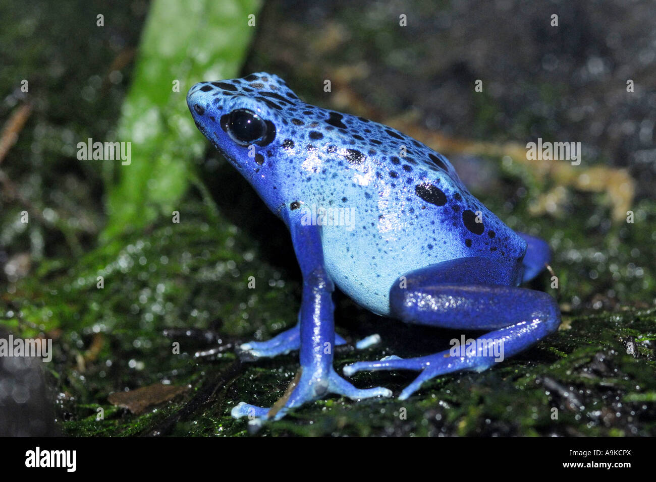 blue poison-arrow frog, Blue Poison Dart frog (Dendrobates azureus ...