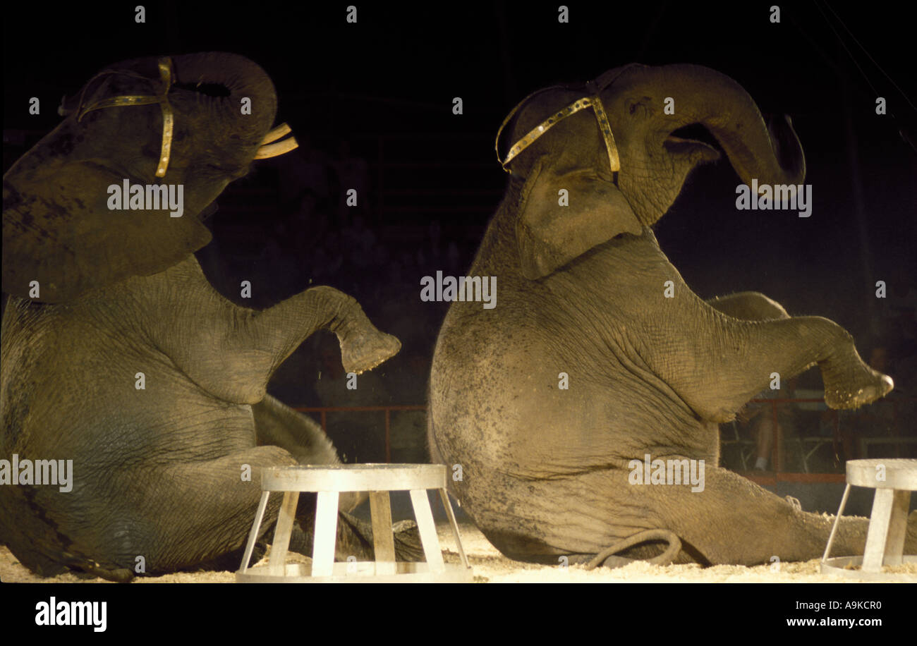 Bentley Bros. Brothers circus 2 two performing asian elephants sit up ...
