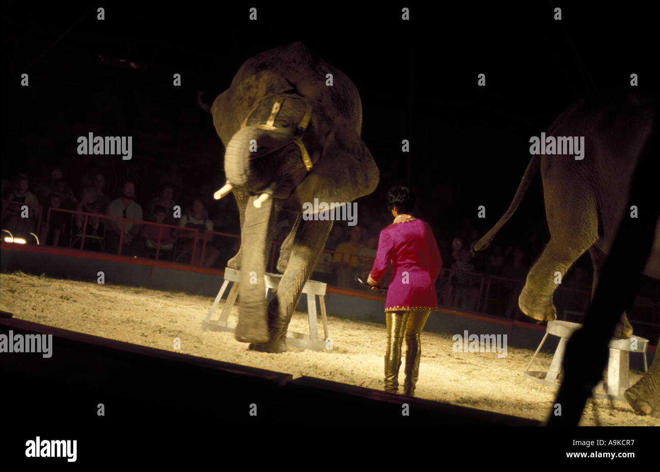 Elephants brothers hi-res stock photography and images - Alamy