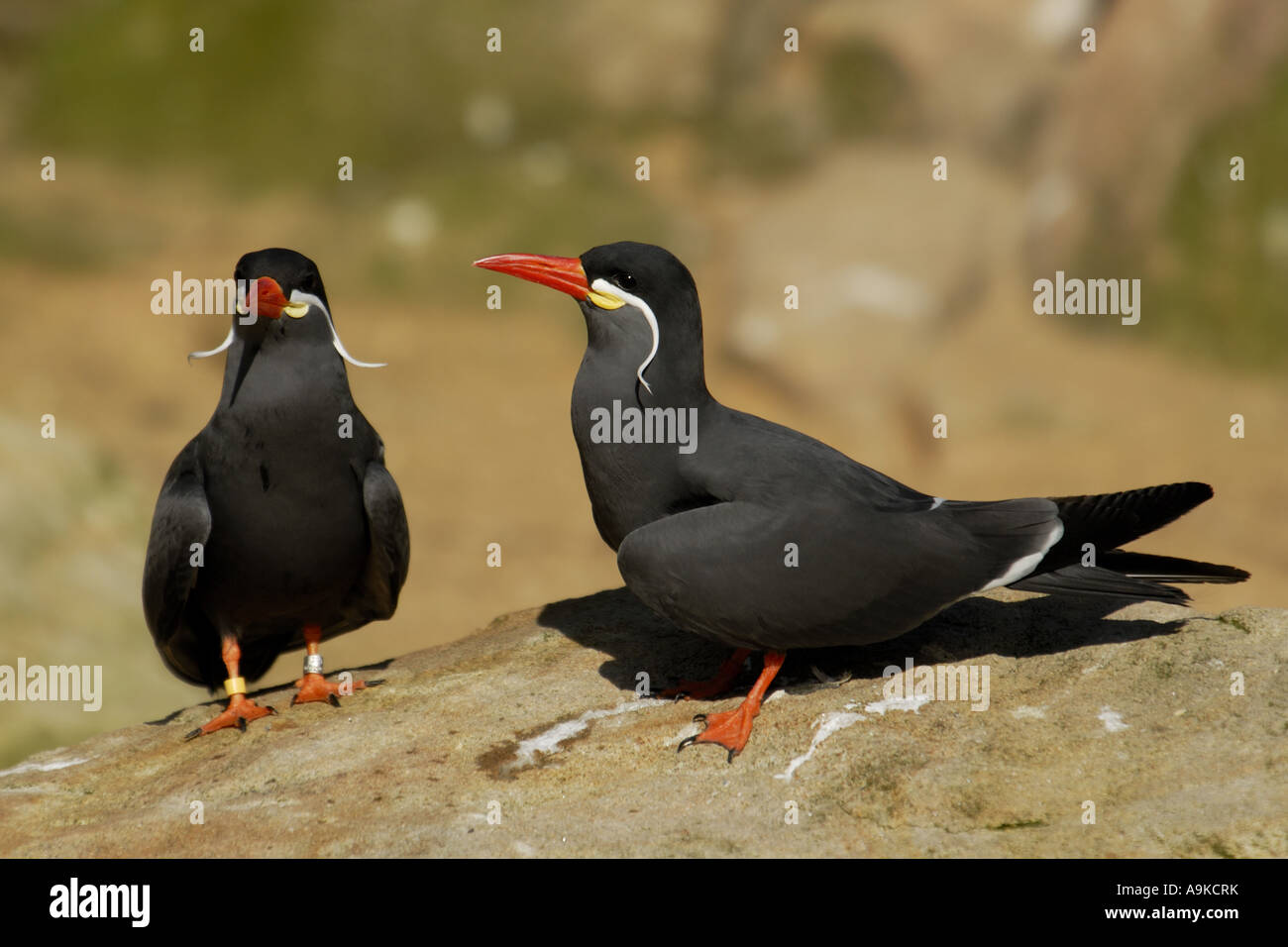 Twi animals hi-res stock photography and images - Alamy