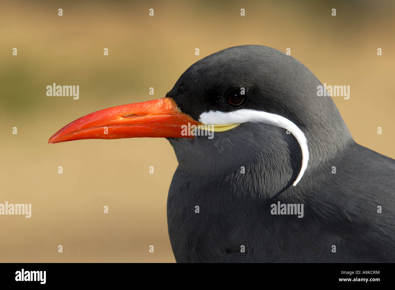 inca tern (Larosterna inca), portrait Stock Photo - Alamy