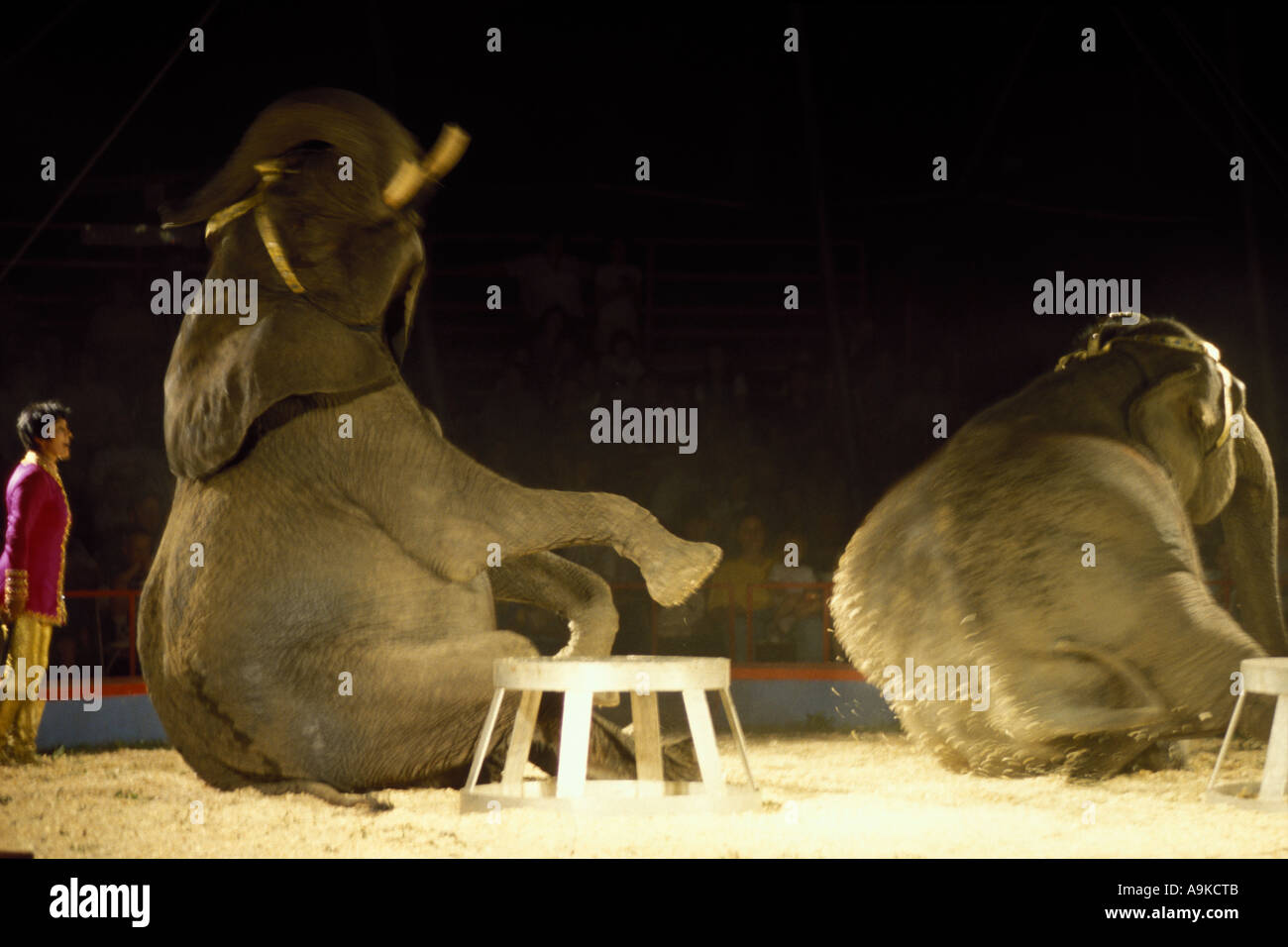 Bentley Bros. Brothers circus 2 two performing asian elephants sit up ...