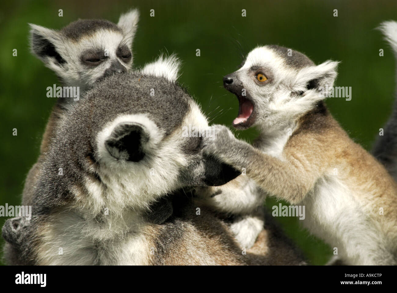 Ring tailed lemur mouth open hi-res stock photography and images - Alamy