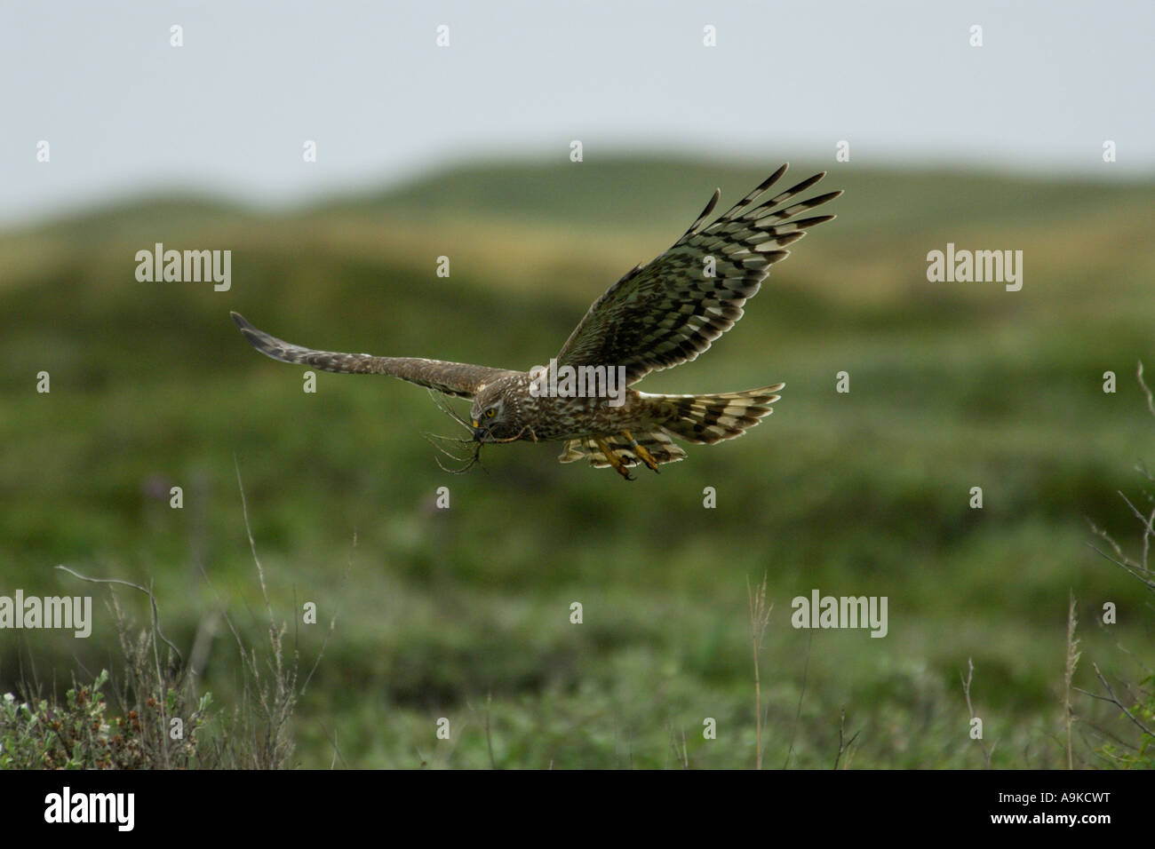 hen harrier (Circus cyaneus), female in flight, Netherlands, Texel ...