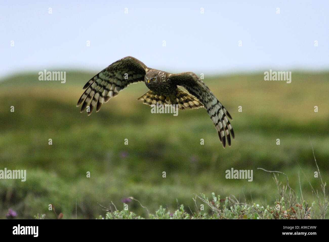 hen harrier (Circus cyaneus), female in flight, Netherlands, Texel ...