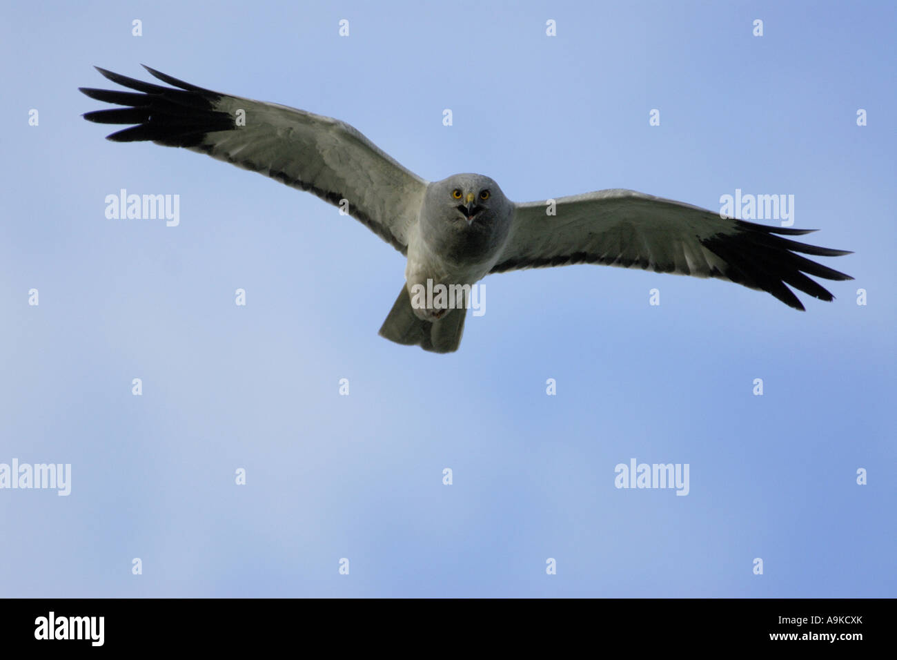 hen harrier (Circus cyaneus), male in flight calling, Netherlands ...