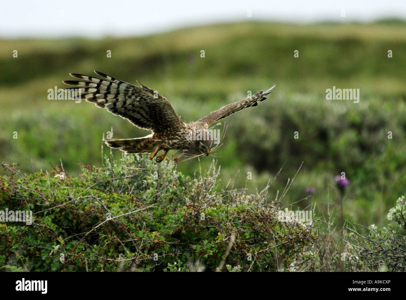hen harrier (Circus cyaneus), flying female, Netherlands, Texel Stock ...