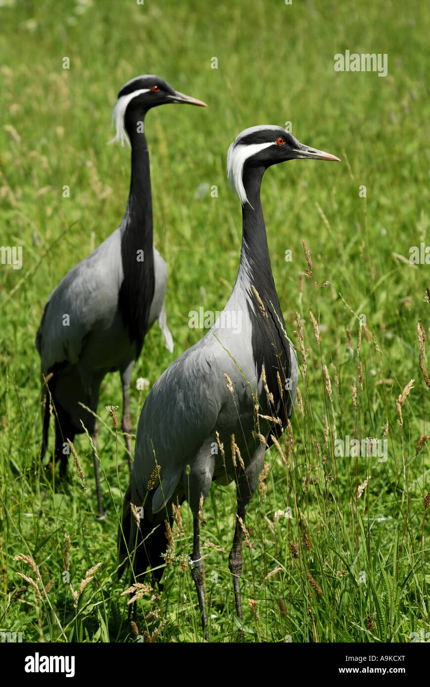 demoiselle crane (Anthropoides virgo), two birds standing on grass ...