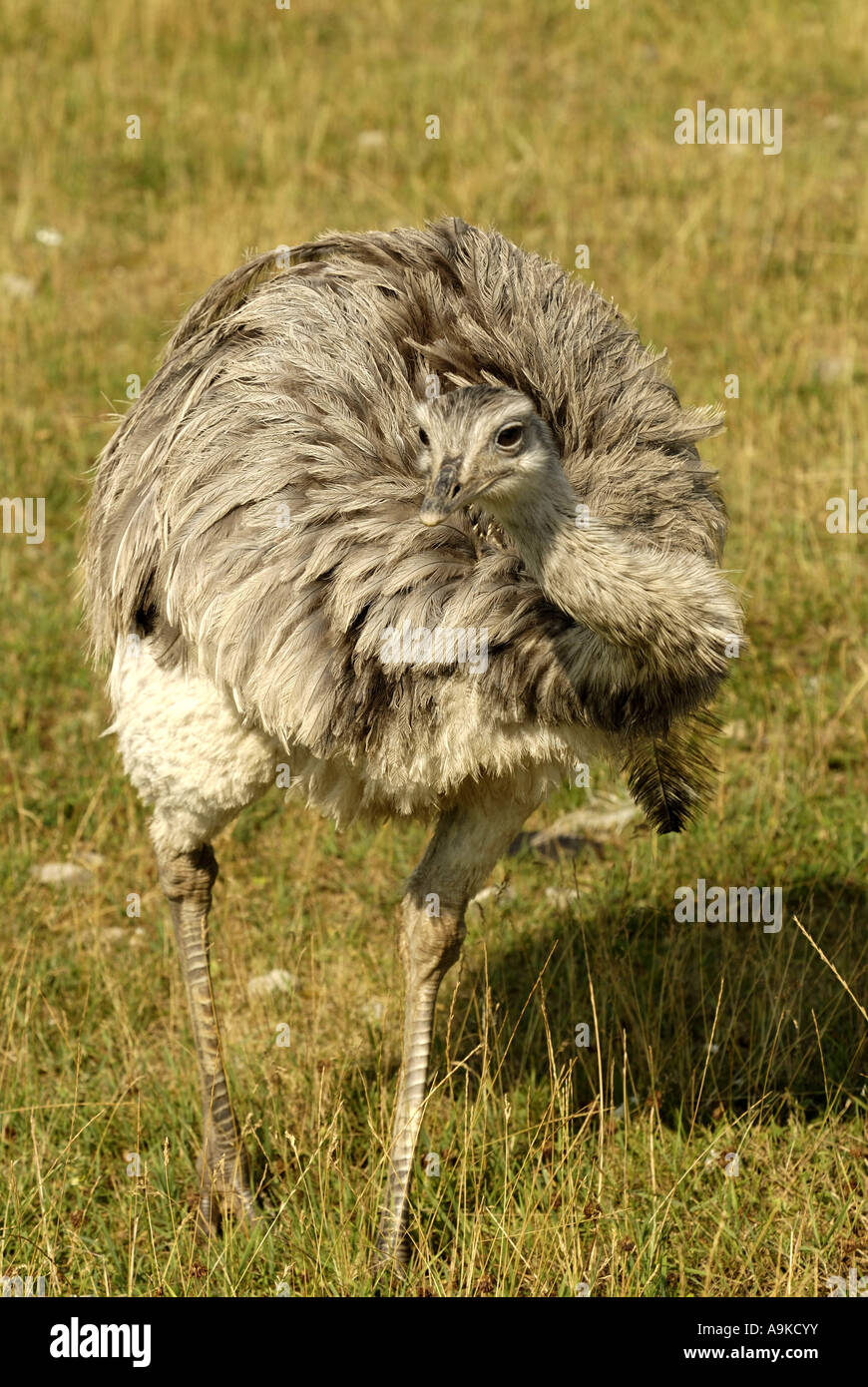 greater rhea (Rhea americana), searching for food Stock Photo - Alamy