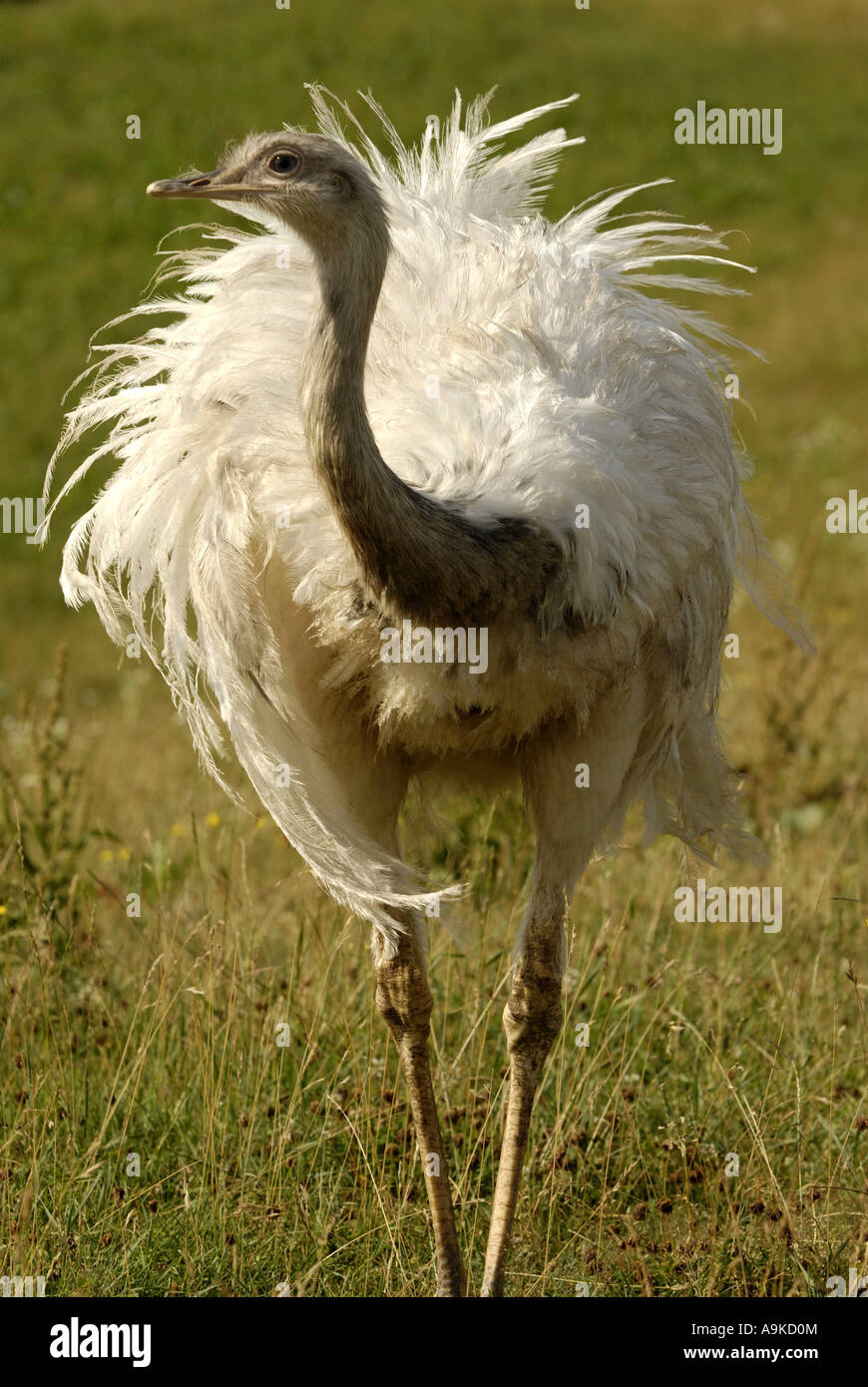 greater rhea (Rhea americana), fluffing up Stock Photo - Alamy