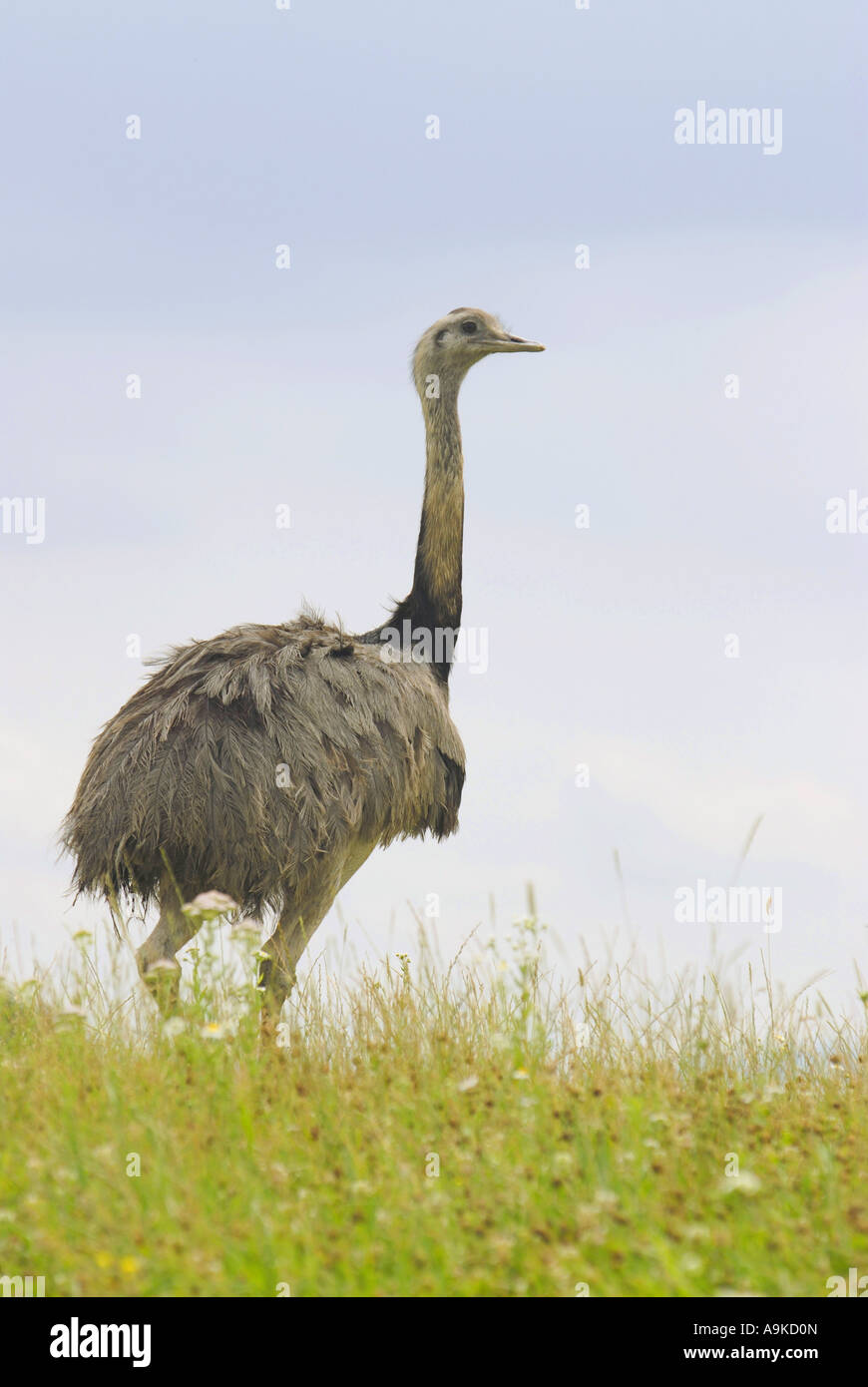 greater rhea (Rhea americana), searching for food Stock Photo - Alamy