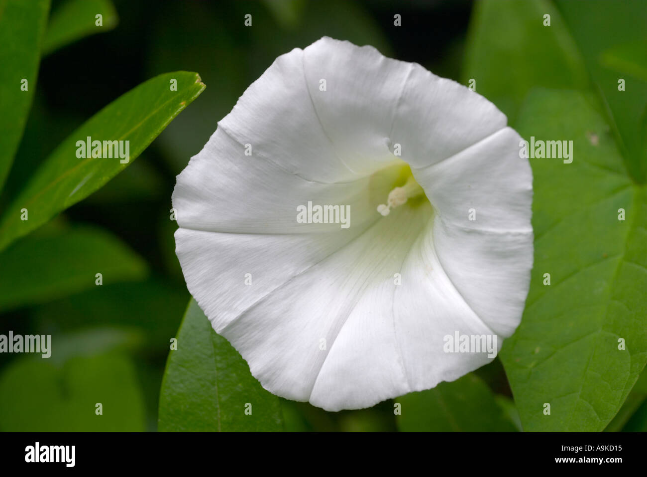 Hedge false bindweed calystegia sepium hi-res stock photography and ...