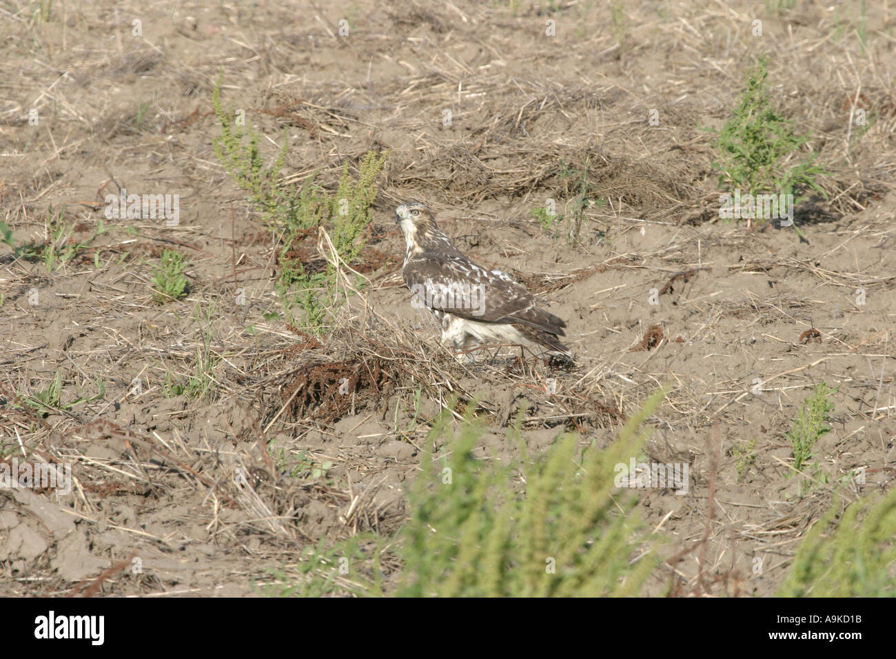 Rough legged Hawk on ground Stock Photo - Alamy