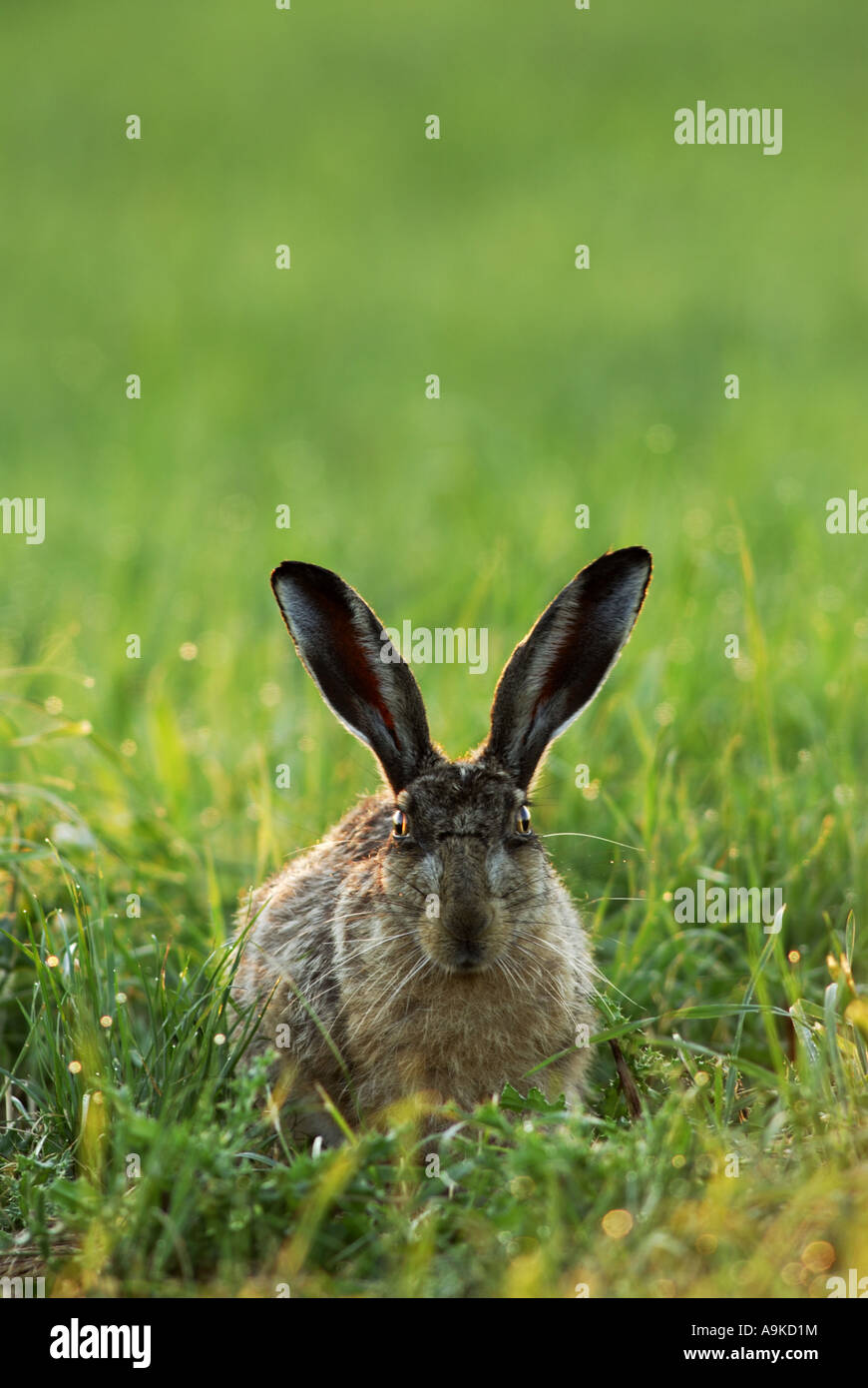 European hare (Lepus europaeus), sitting on grass, Germany, North Rhine ...