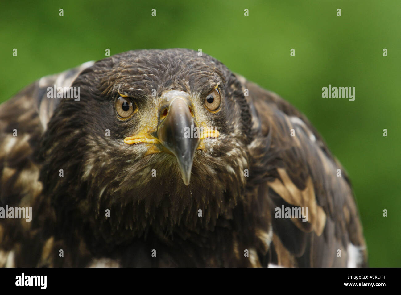 American bald eagle (Haliaeetus leucocephalus), juvenile Portrait Stock ...