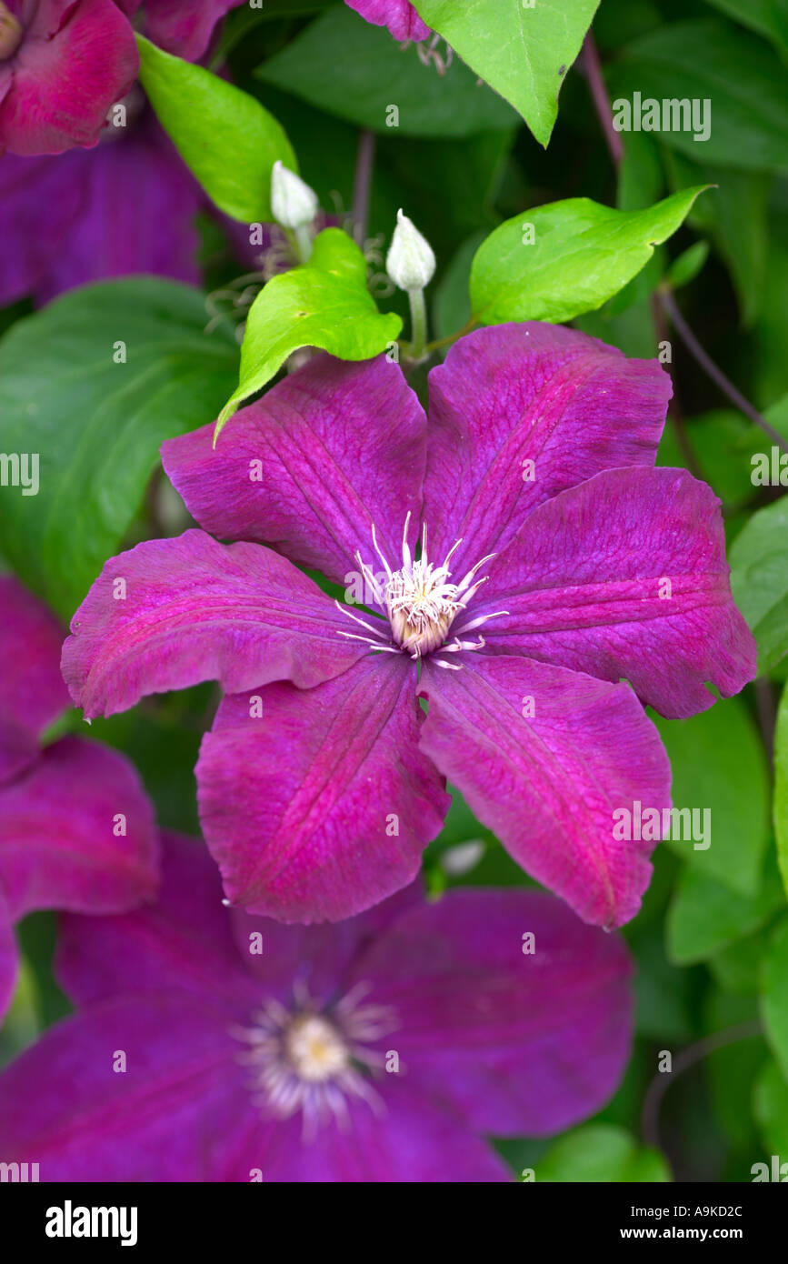 Clematis rouge cardinal vine hi-res stock photography and images - Alamy