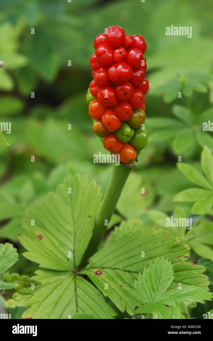 Italian lords-and-ladies, Italian arum (Arum italicum), infructescence ...