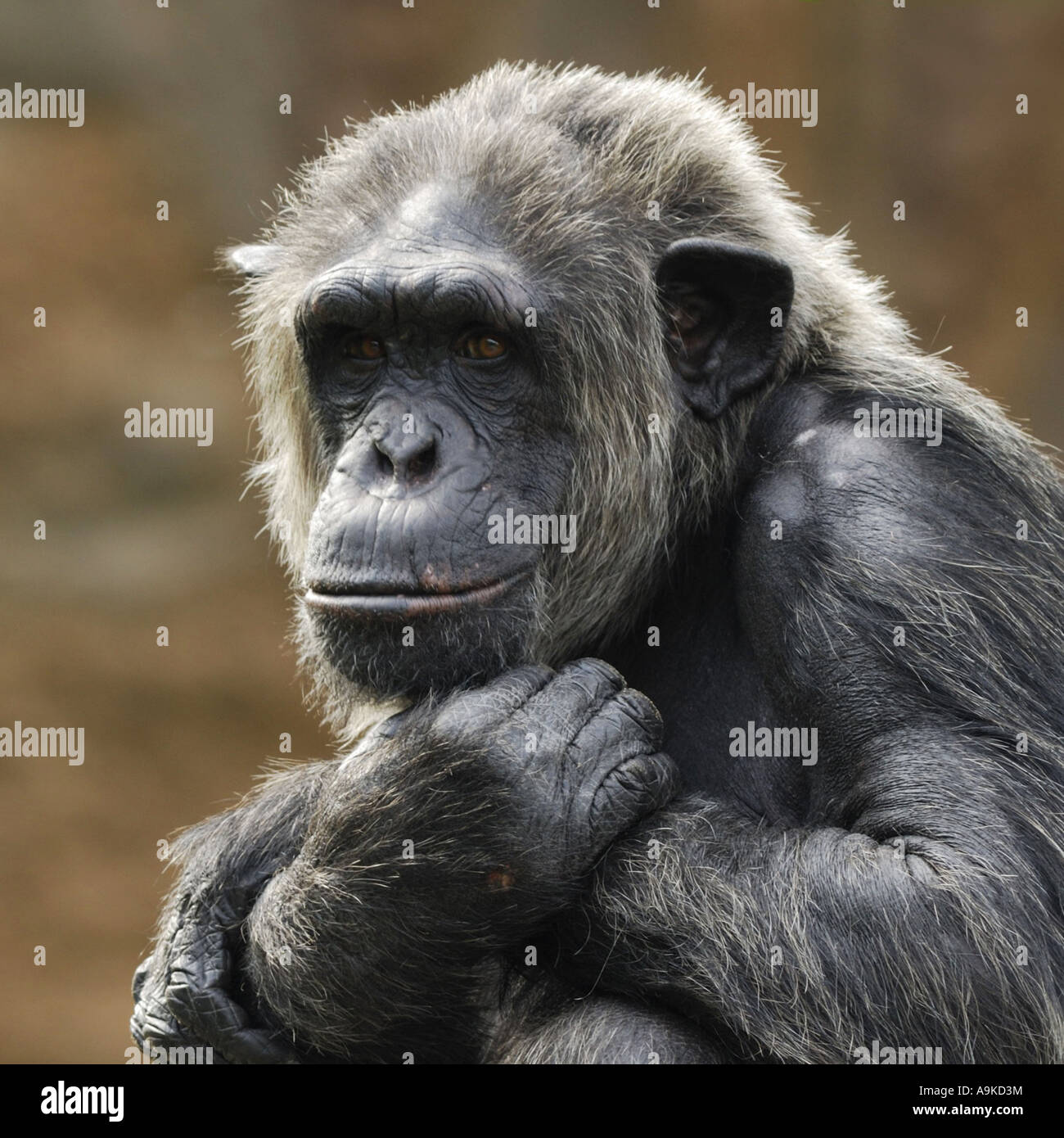 Old male chimpanzee hi-res stock photography and images - Alamy