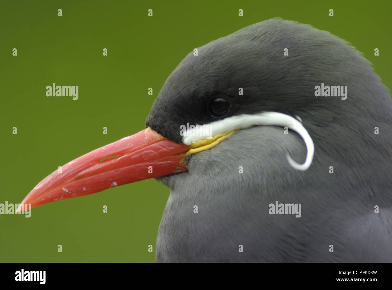 inca tern (Larosterna inca), Portrait side-face Stock Photo - Alamy